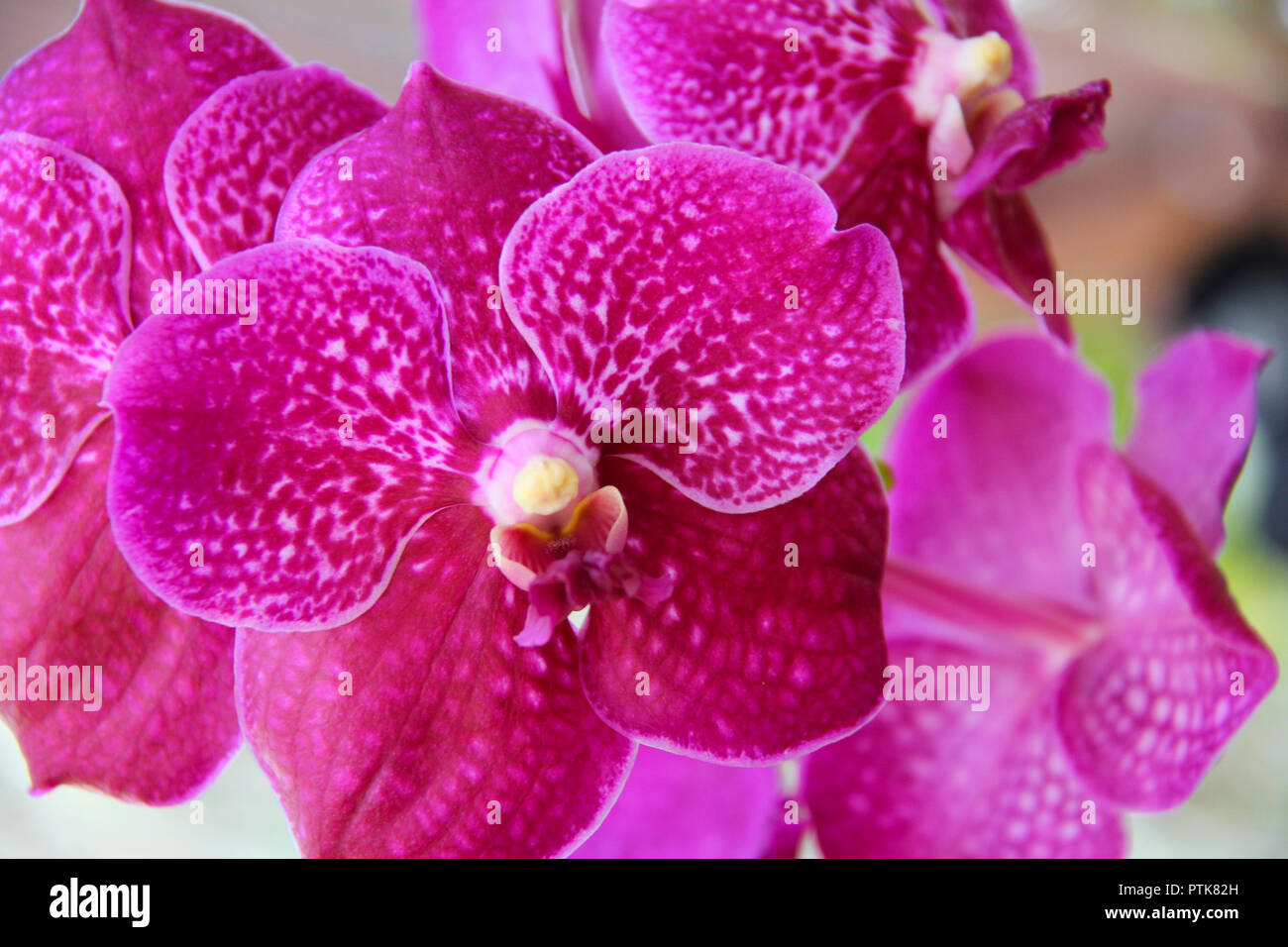 Red dendrobium orchids flowers bloom hi-res stock photography and ...