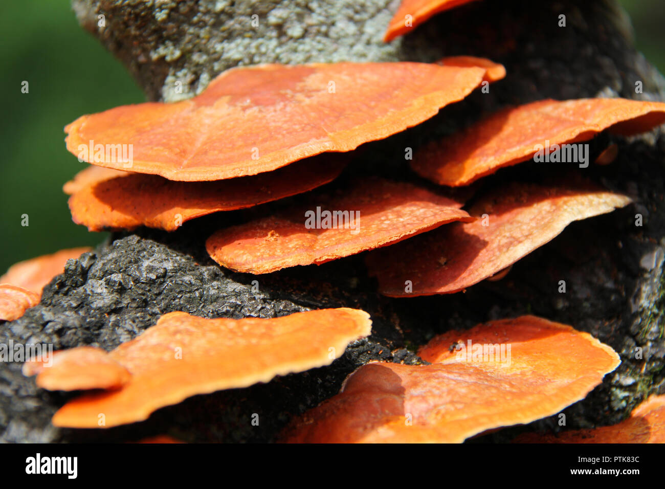 Orange Fungus Tree High Resolution Stock Photography and Images - Alamy