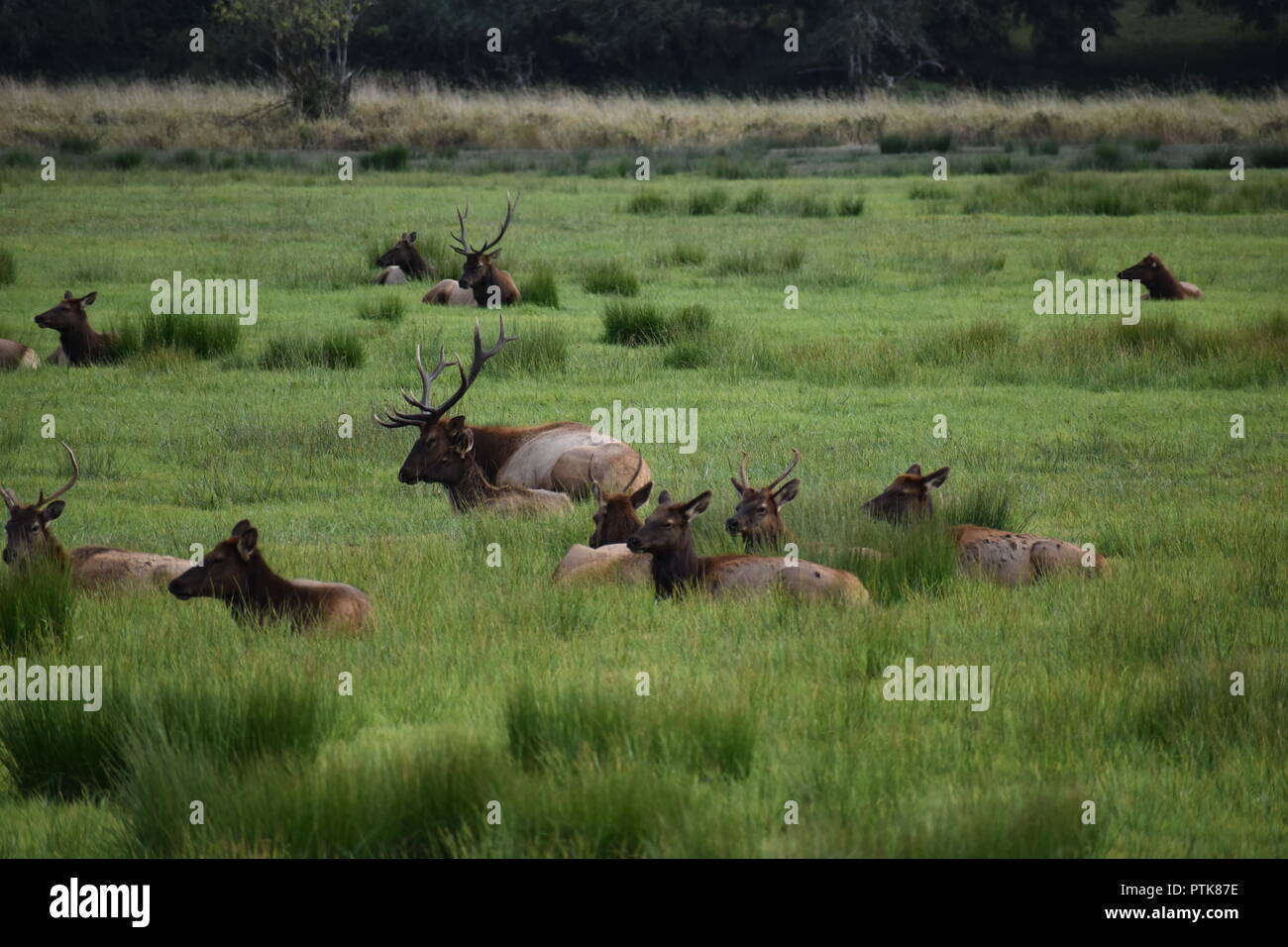 herd of elk Stock Photo - Alamy