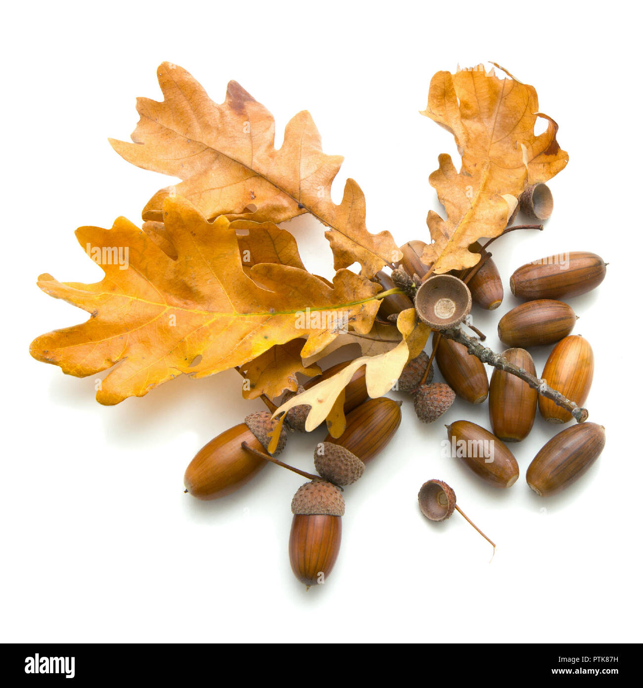 On a white background are acorns and oak leaves, October Stock Photo ...
