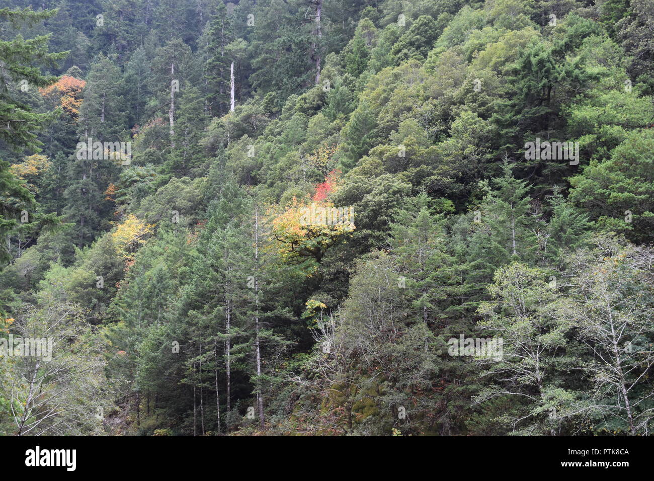 Surrounded by that tree hi-res stock photography and images - Alamy