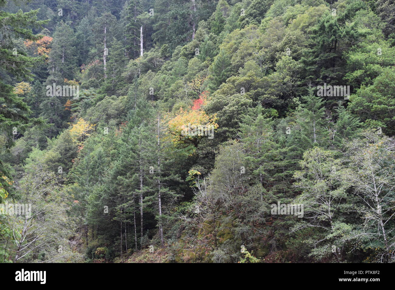Surrounded by that tree hi-res stock photography and images - Alamy