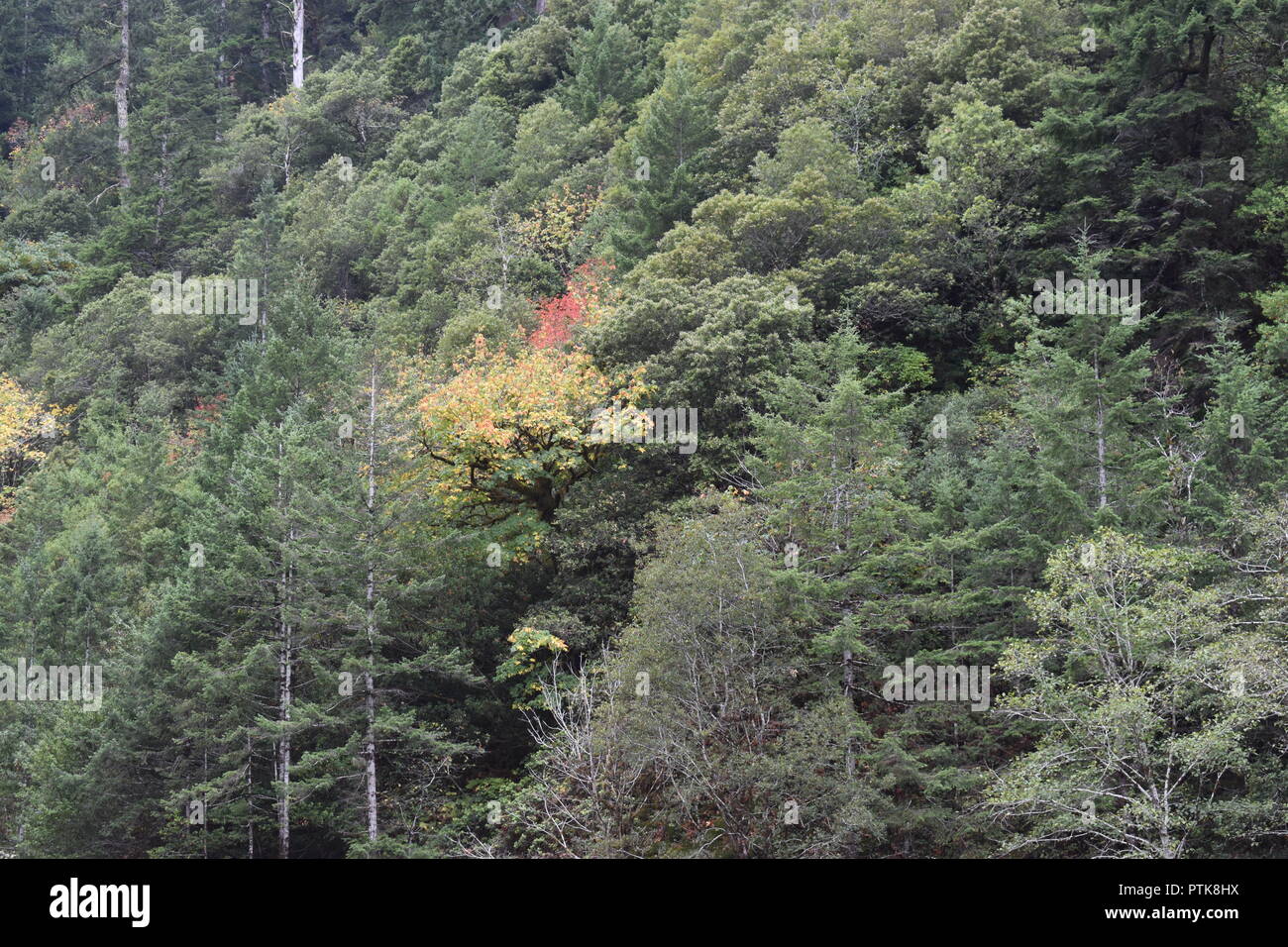 Surrounded by that tree hi-res stock photography and images - Alamy