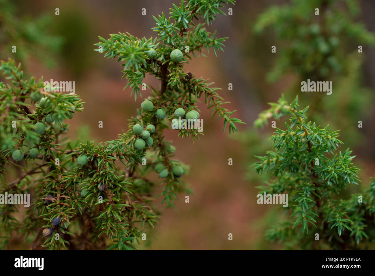 Juniper berries frame hi-res stock photography and images - Alamy