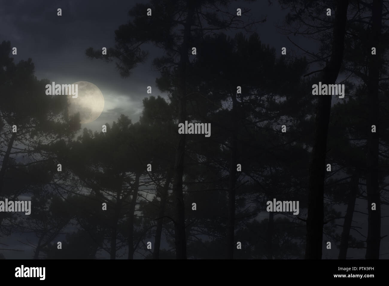 Full moon dusk pine hi-res stock photography and images - Alamy