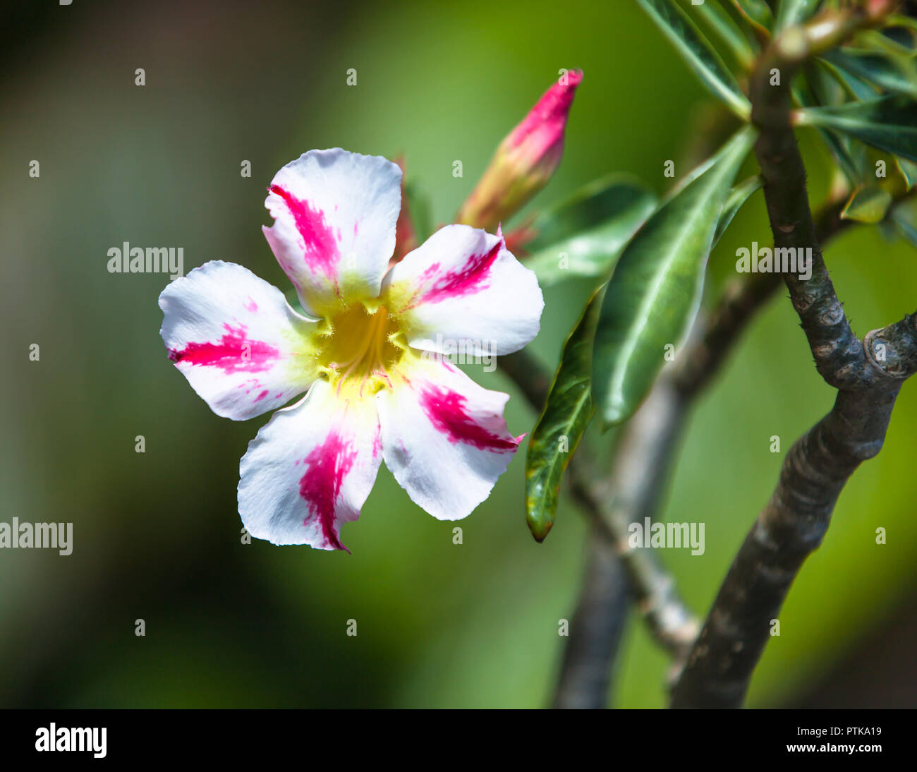 Desert Rose Flower High Resolution Stock Photography and Images - Alamy