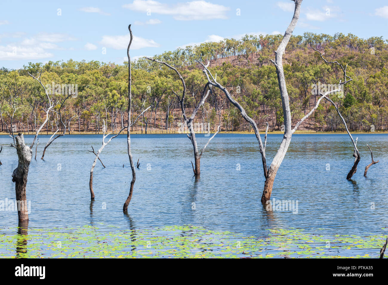 Creek dam trees hi-res stock photography and images - Alamy