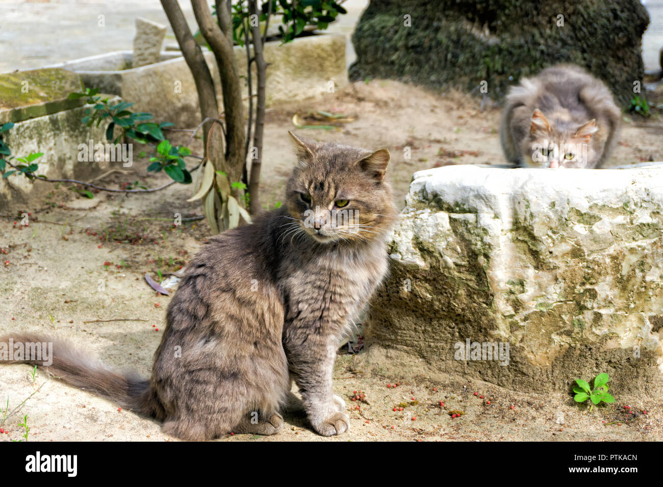 Cats abandoned in the Medina in Tunis, Tunisia Stock Photo - Alamy