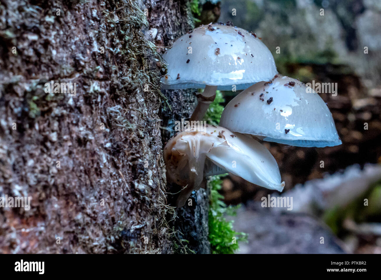 Flora and fungi in The Lake District Stock Photo - Alamy