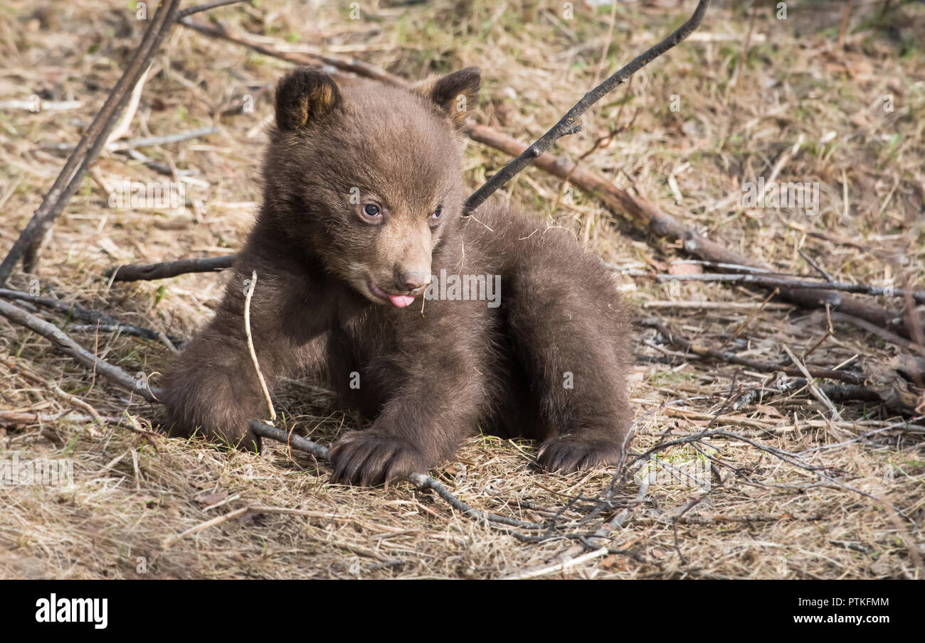 Black bear cub in the wilderness Stock Photo - Alamy