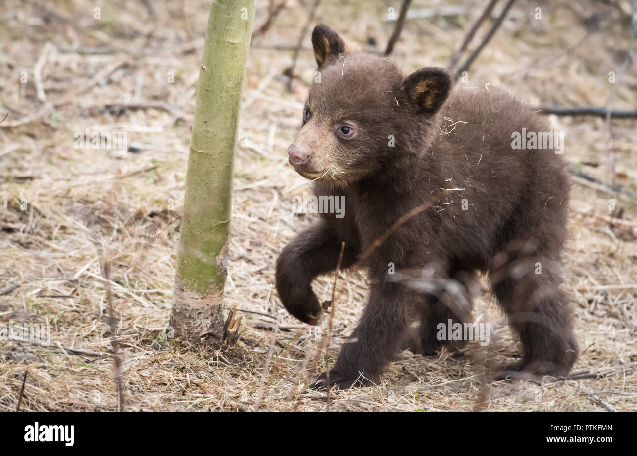 Black bear cub in the wilderness Stock Photo - Alamy