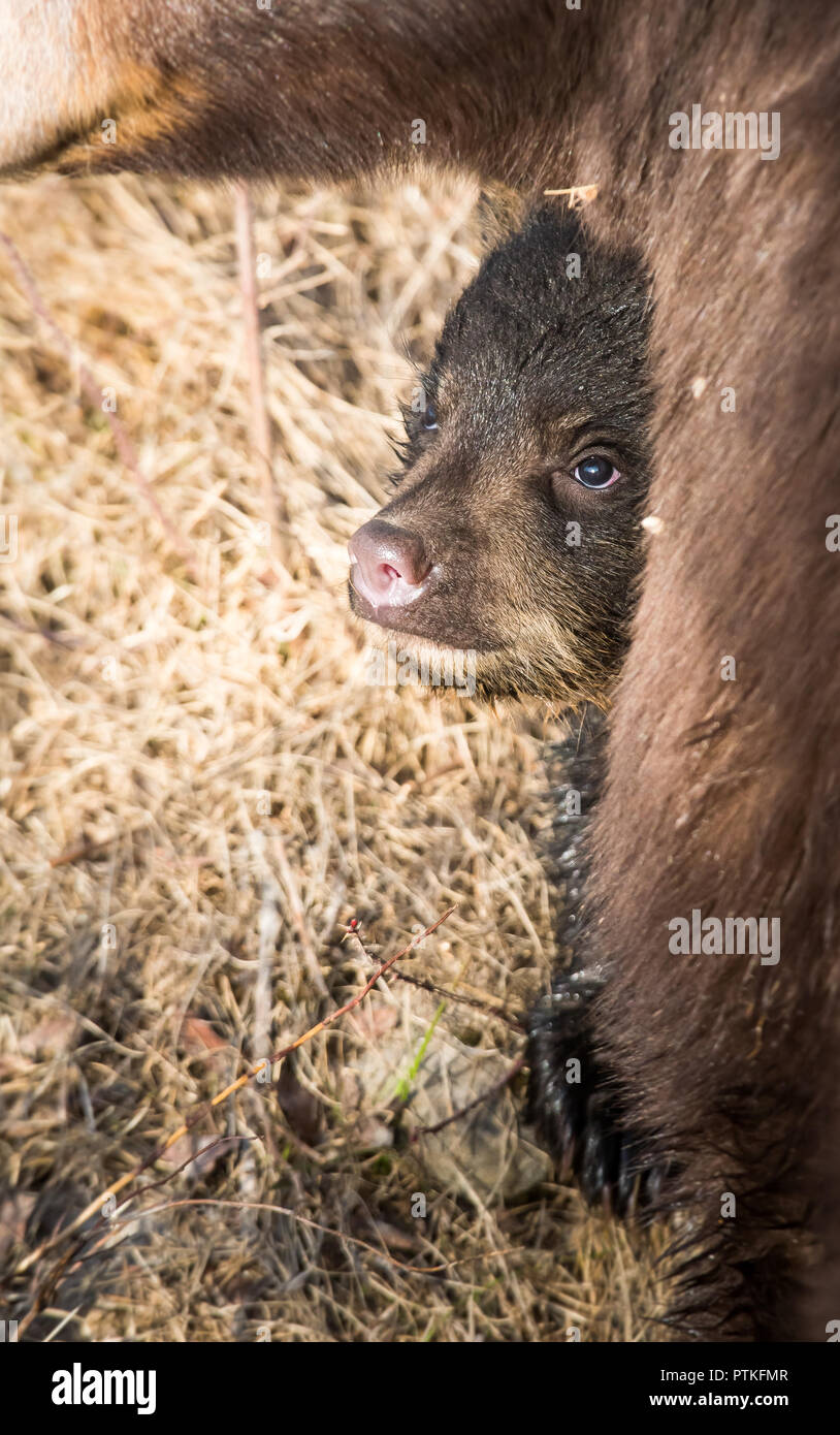 Black bear cub in the wilderness Stock Photo - Alamy