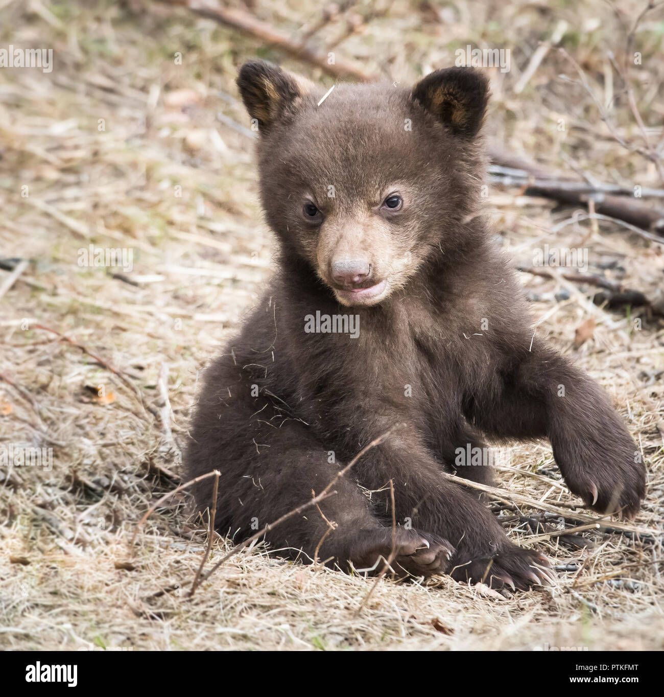 Black bear cub in the wilderness Stock Photo - Alamy