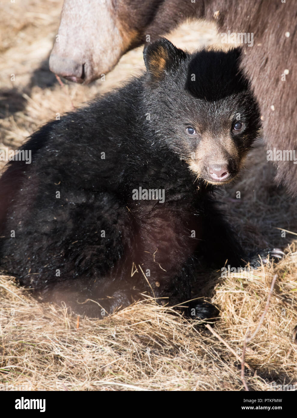Black bear cub in the wilderness Stock Photo - Alamy