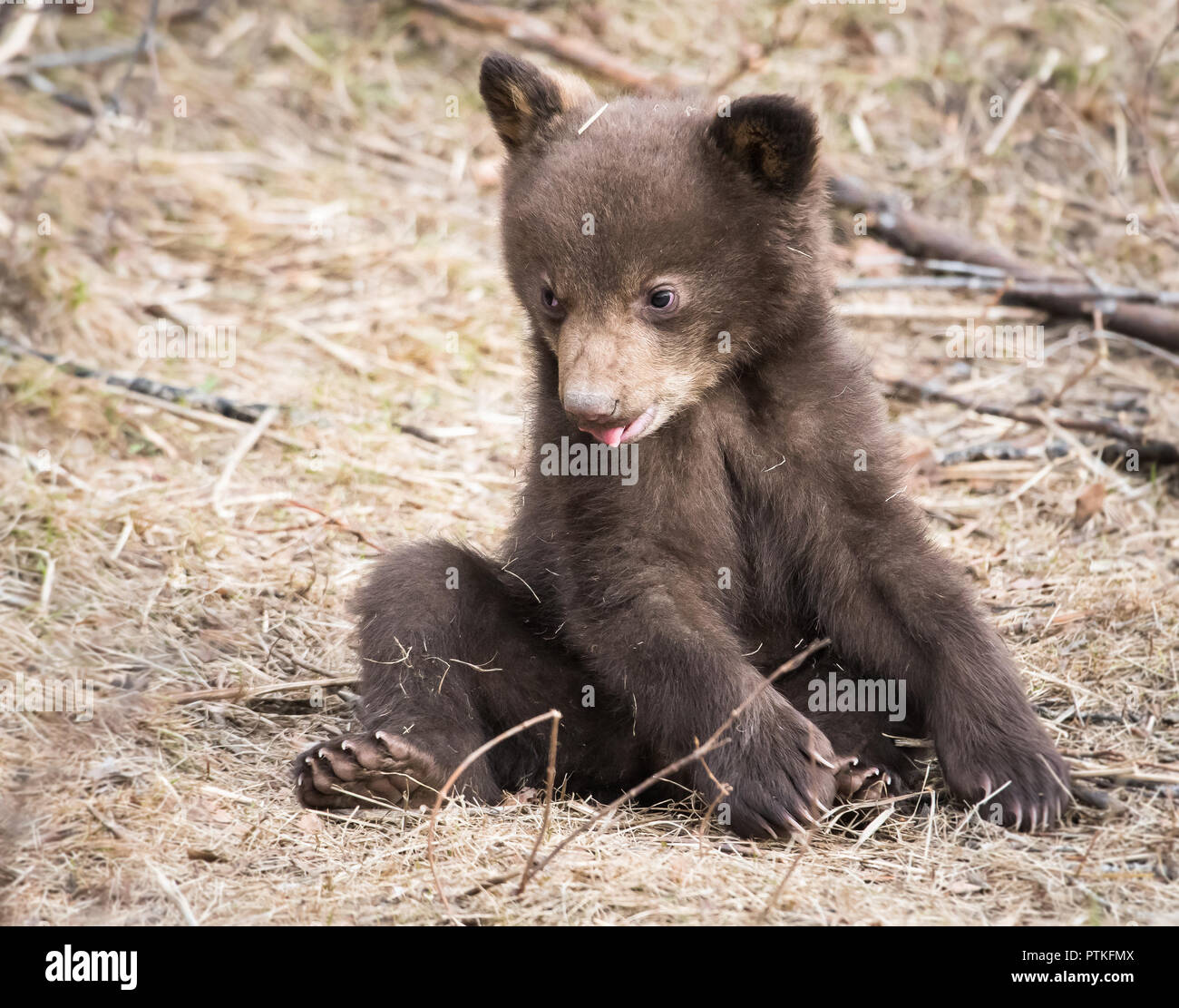 Black bear cub in the wilderness Stock Photo - Alamy
