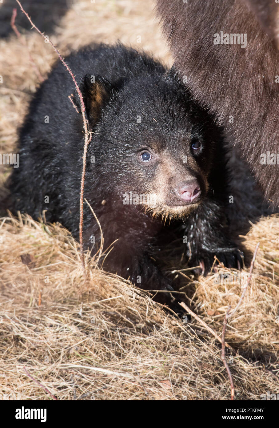 Black bear cub in the wilderness Stock Photo - Alamy