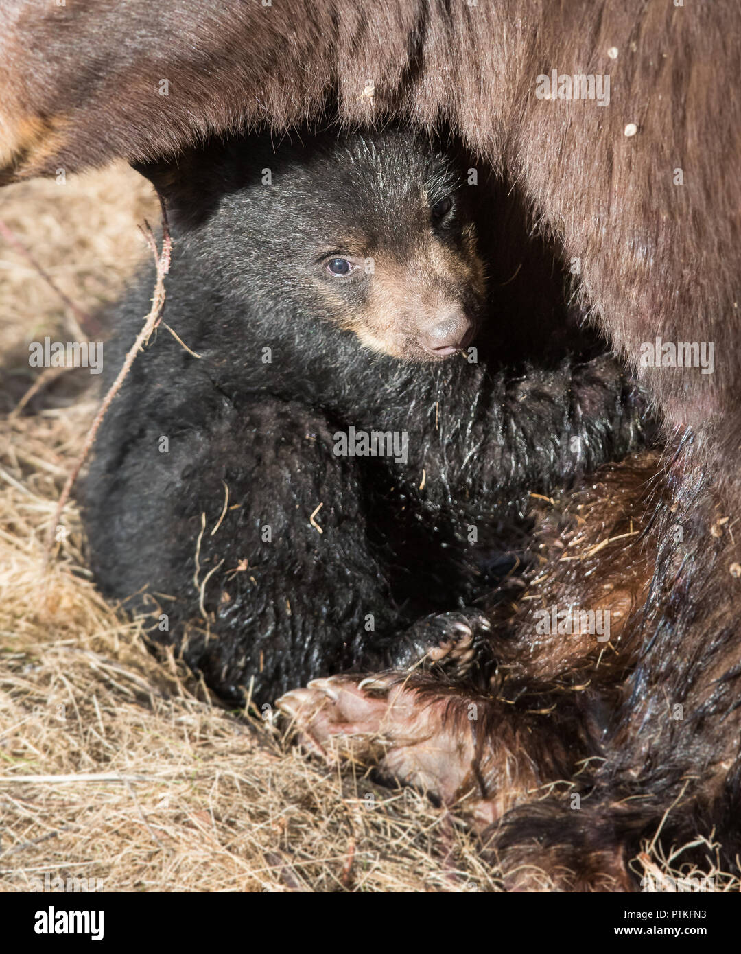 Black bear cub in the wilderness Stock Photo - Alamy