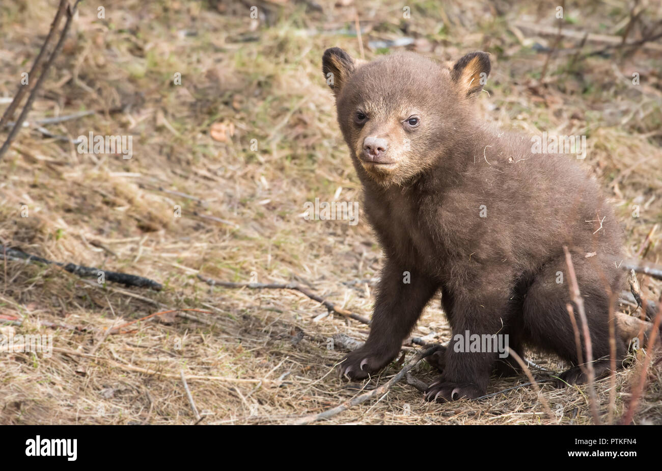 Black bear cub in the wilderness Stock Photo - Alamy