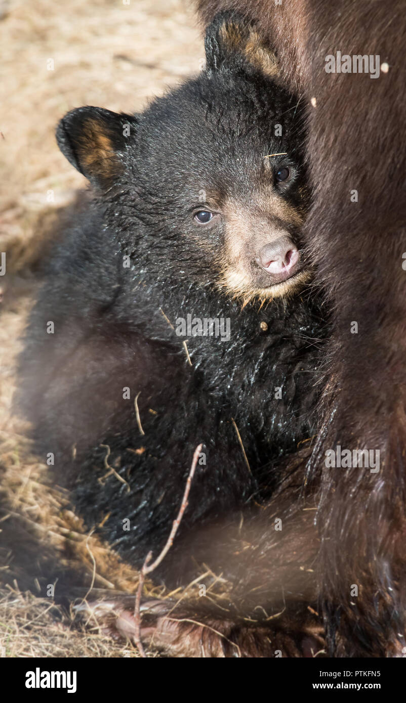 Black bear cub in the wilderness Stock Photo - Alamy