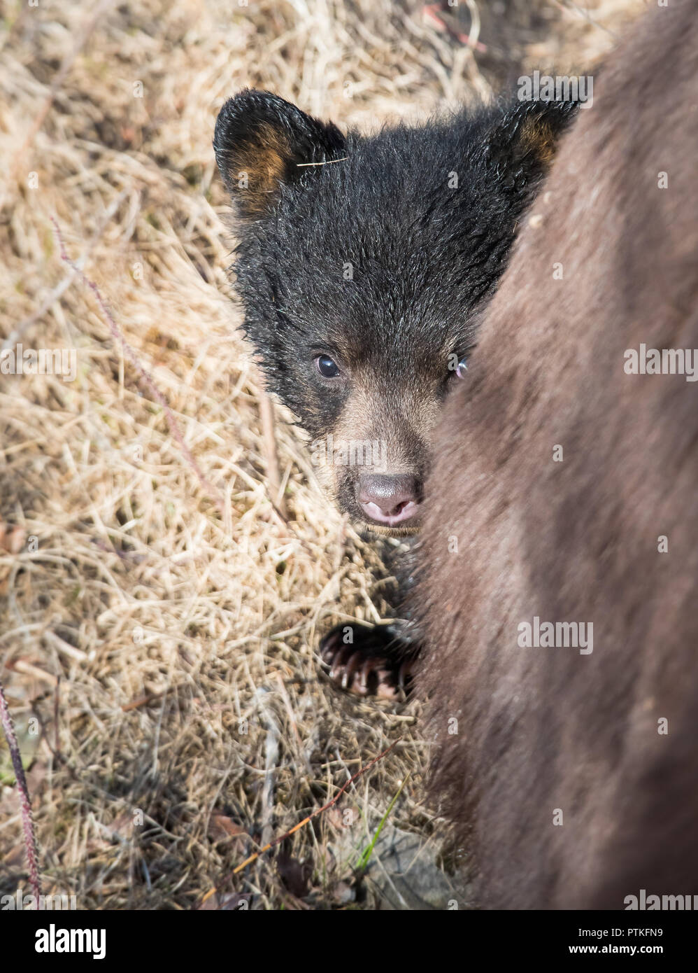 Black bear cub in the wilderness Stock Photo - Alamy