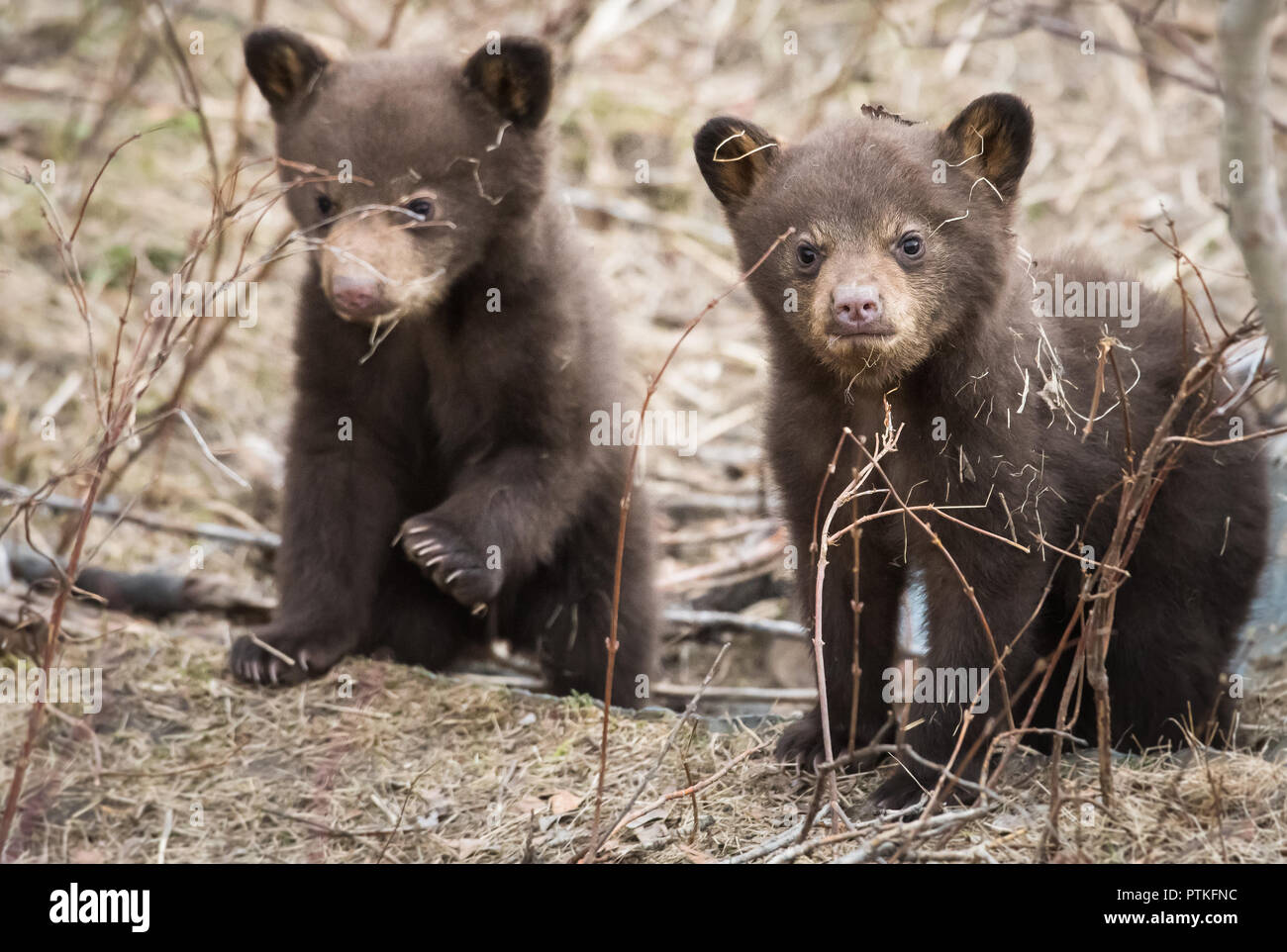 Black bear cub in the wilderness Stock Photo - Alamy