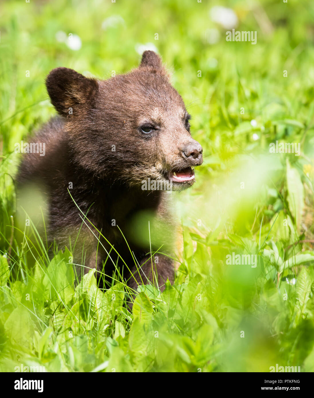 Black bear cub in the wilderness Stock Photo - Alamy