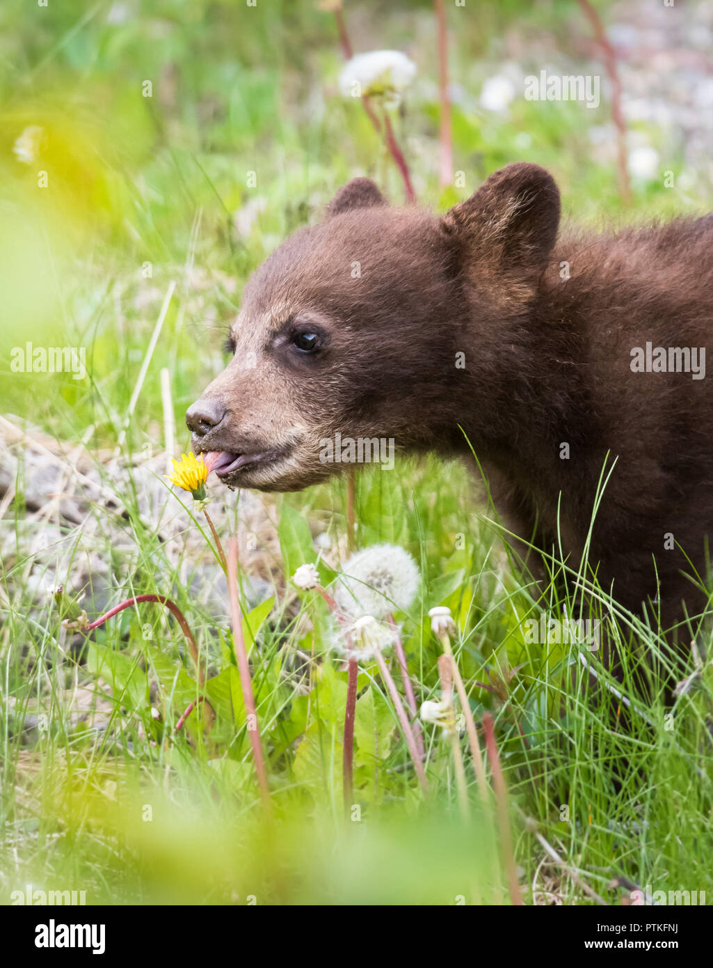 Black bear cub in the wilderness Stock Photo - Alamy