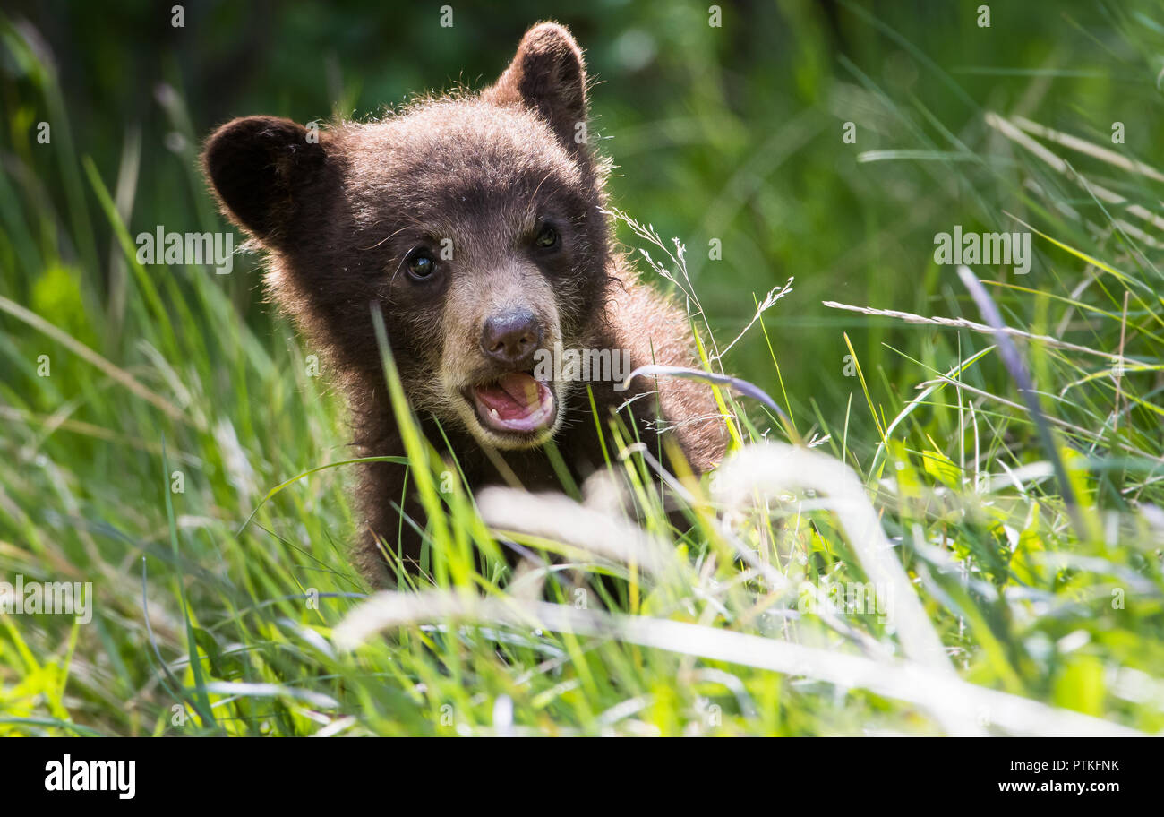 Black bear cub in the wilderness Stock Photo - Alamy