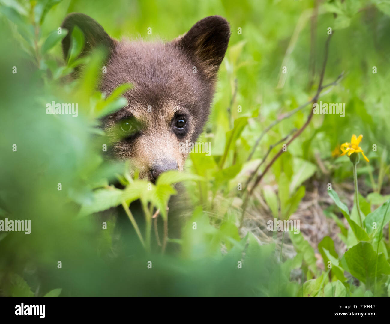 Black bear cub in the wilderness Stock Photo - Alamy