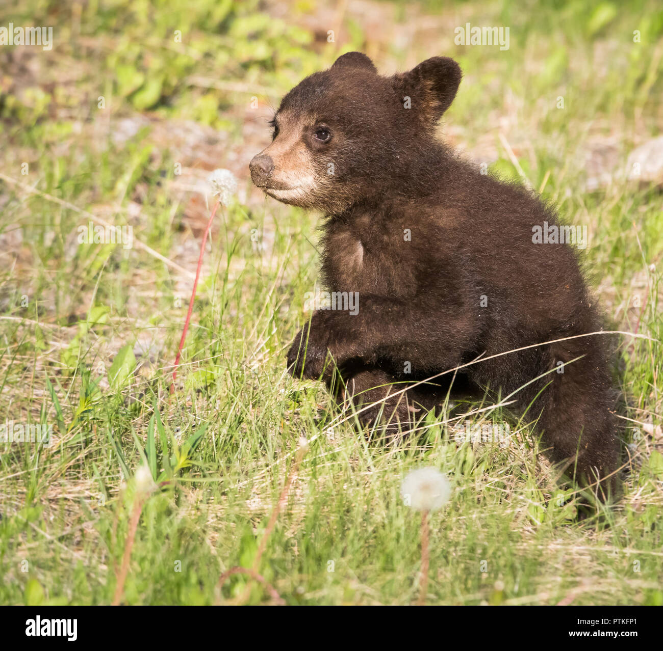 Black bear cub in the wilderness Stock Photo - Alamy