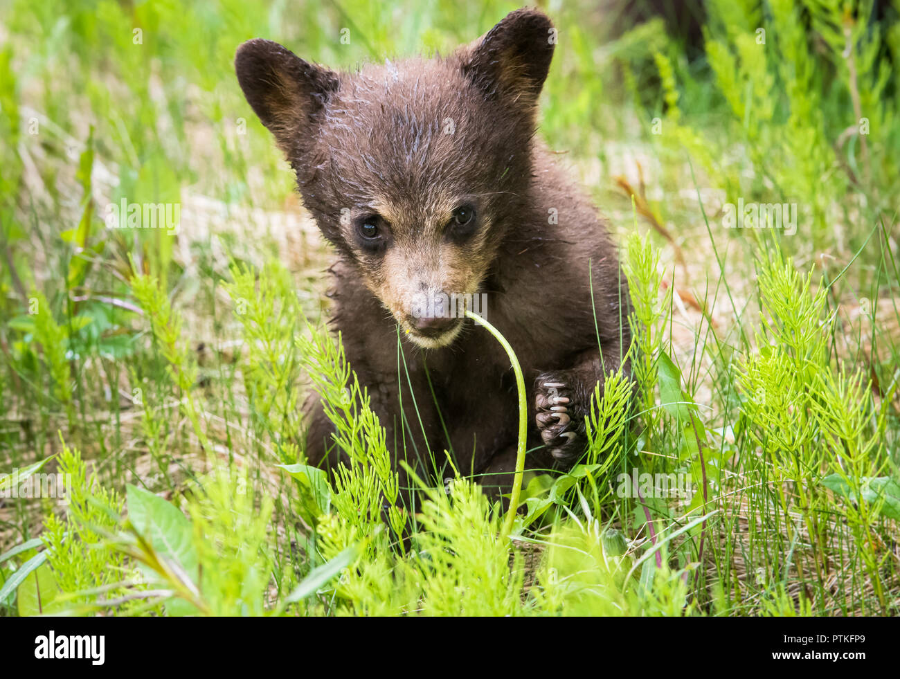 Black bear cub in the wilderness Stock Photo - Alamy