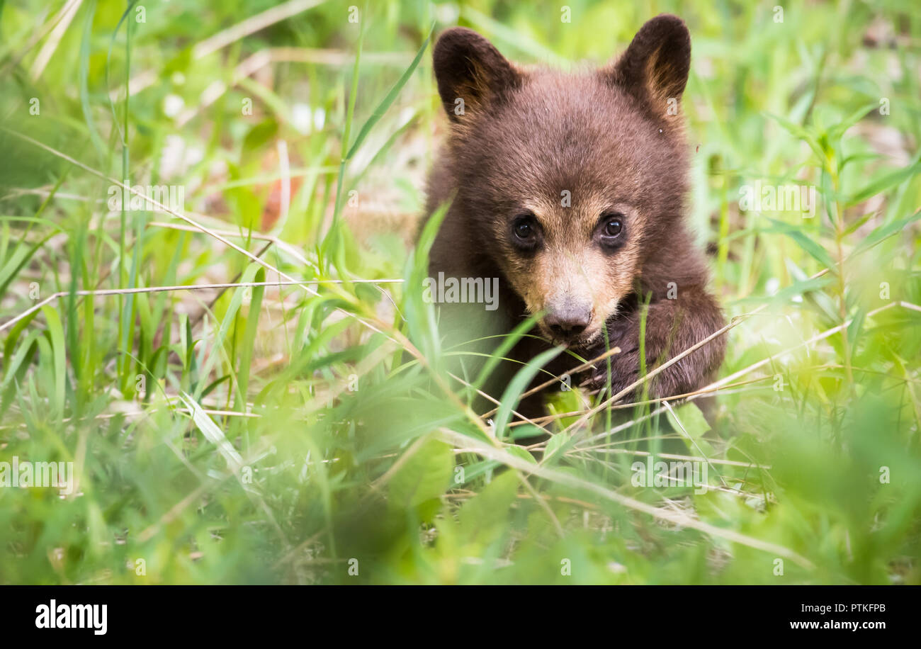 Black bear cub in the wilderness Stock Photo - Alamy