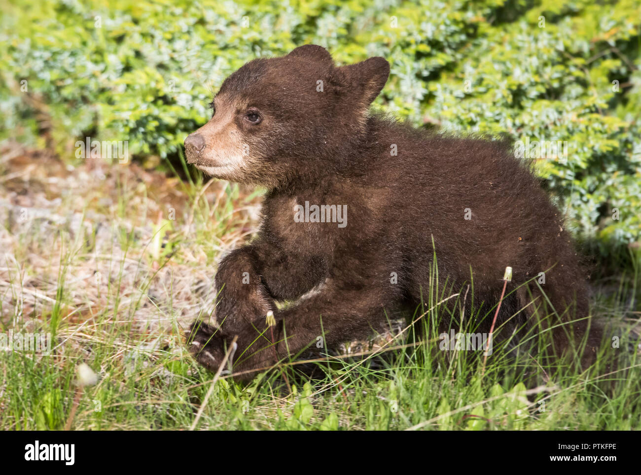 Black bear cub in the wilderness Stock Photo - Alamy