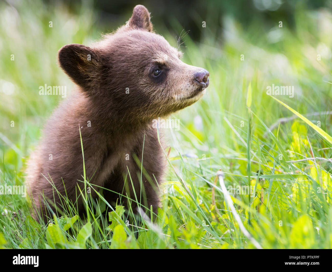 Black bear cub in the wilderness Stock Photo - Alamy