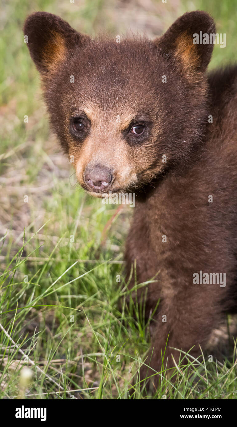 Black bear cub in the wilderness Stock Photo - Alamy