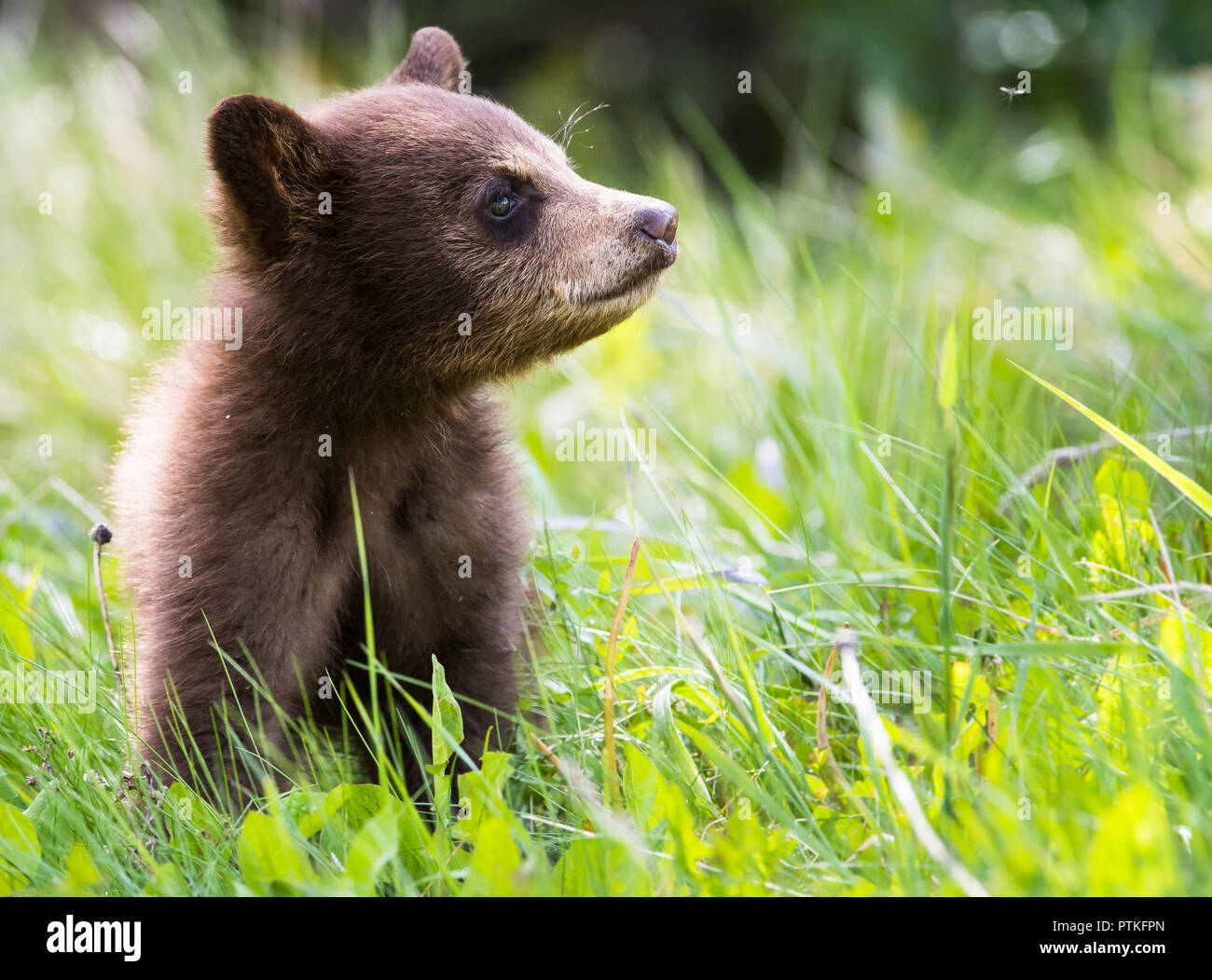 Black bear cub in the wilderness Stock Photo - Alamy