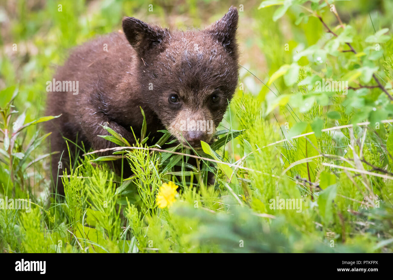 Black bear cub in the wilderness Stock Photo - Alamy