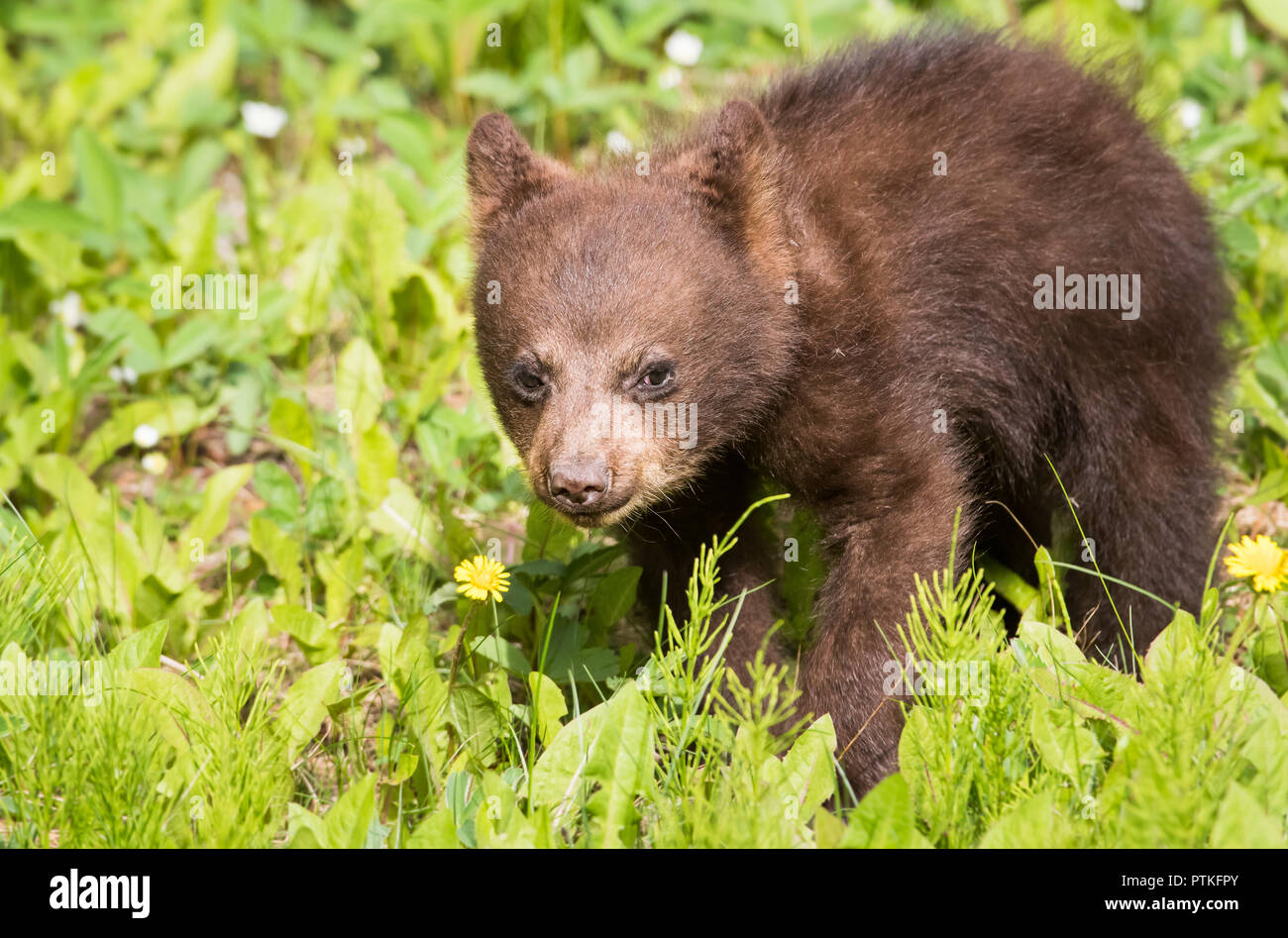 Black bear cub in the wilderness Stock Photo - Alamy