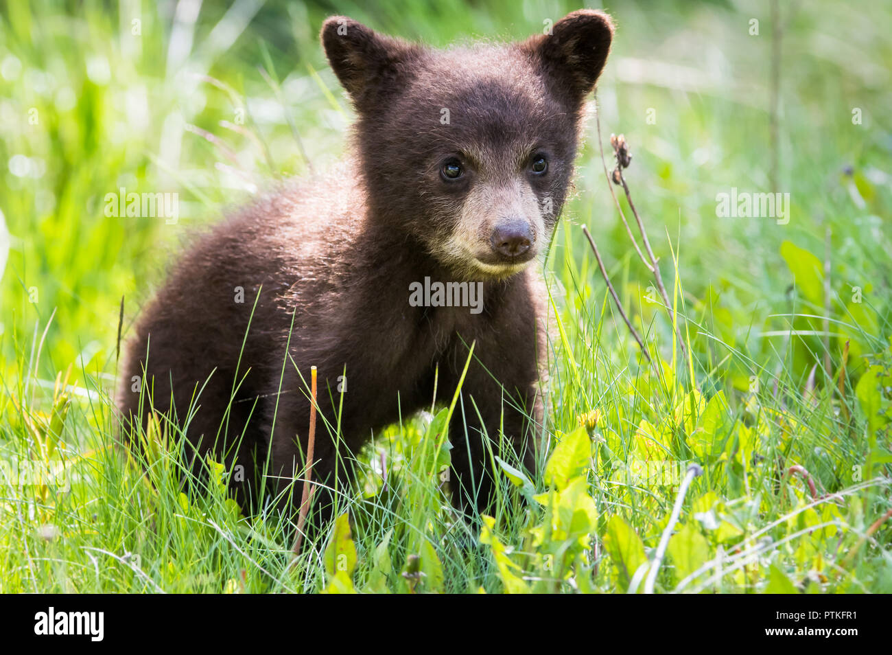 Black bear cub in the wilderness Stock Photo - Alamy