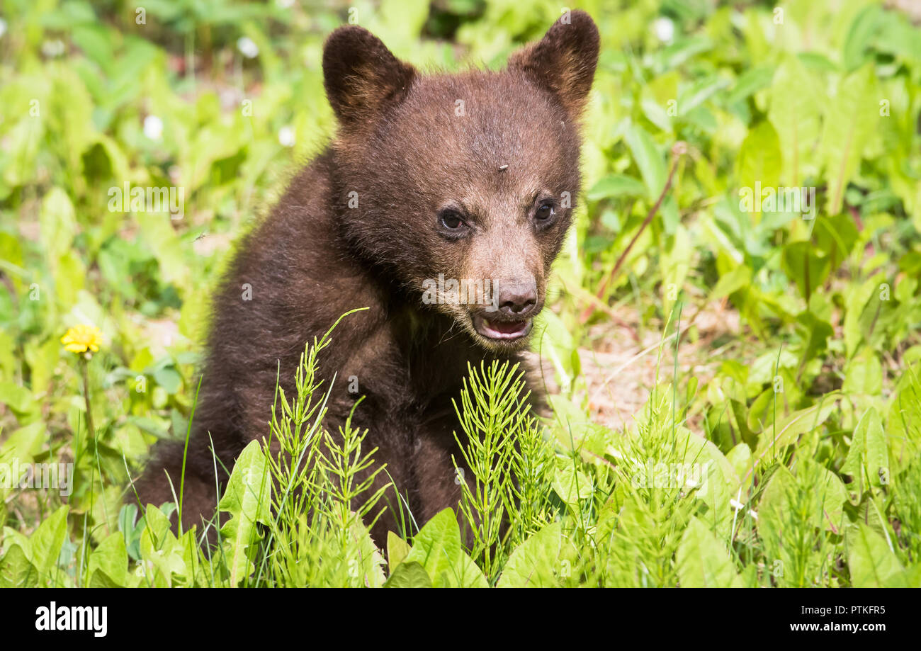 Black bear cub in the wilderness Stock Photo - Alamy