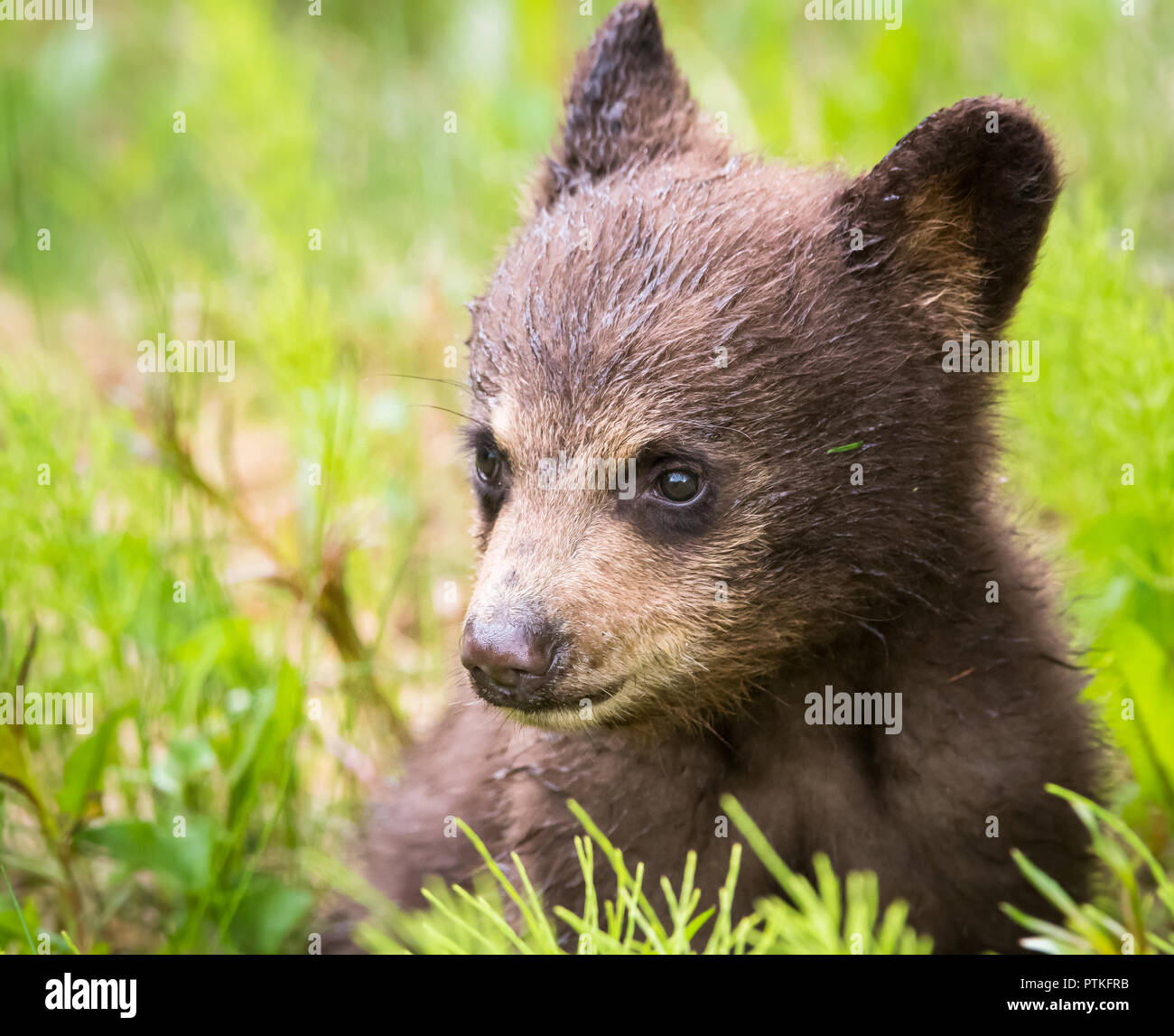 Black bear cub in the wilderness Stock Photo - Alamy