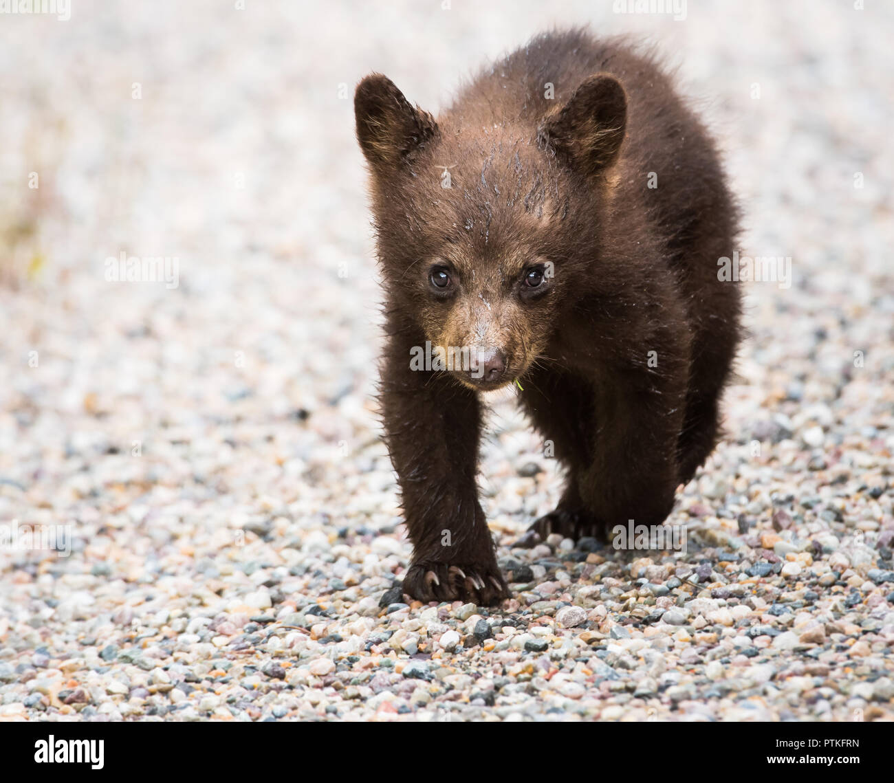 Black bear cub in the wilderness Stock Photo - Alamy
