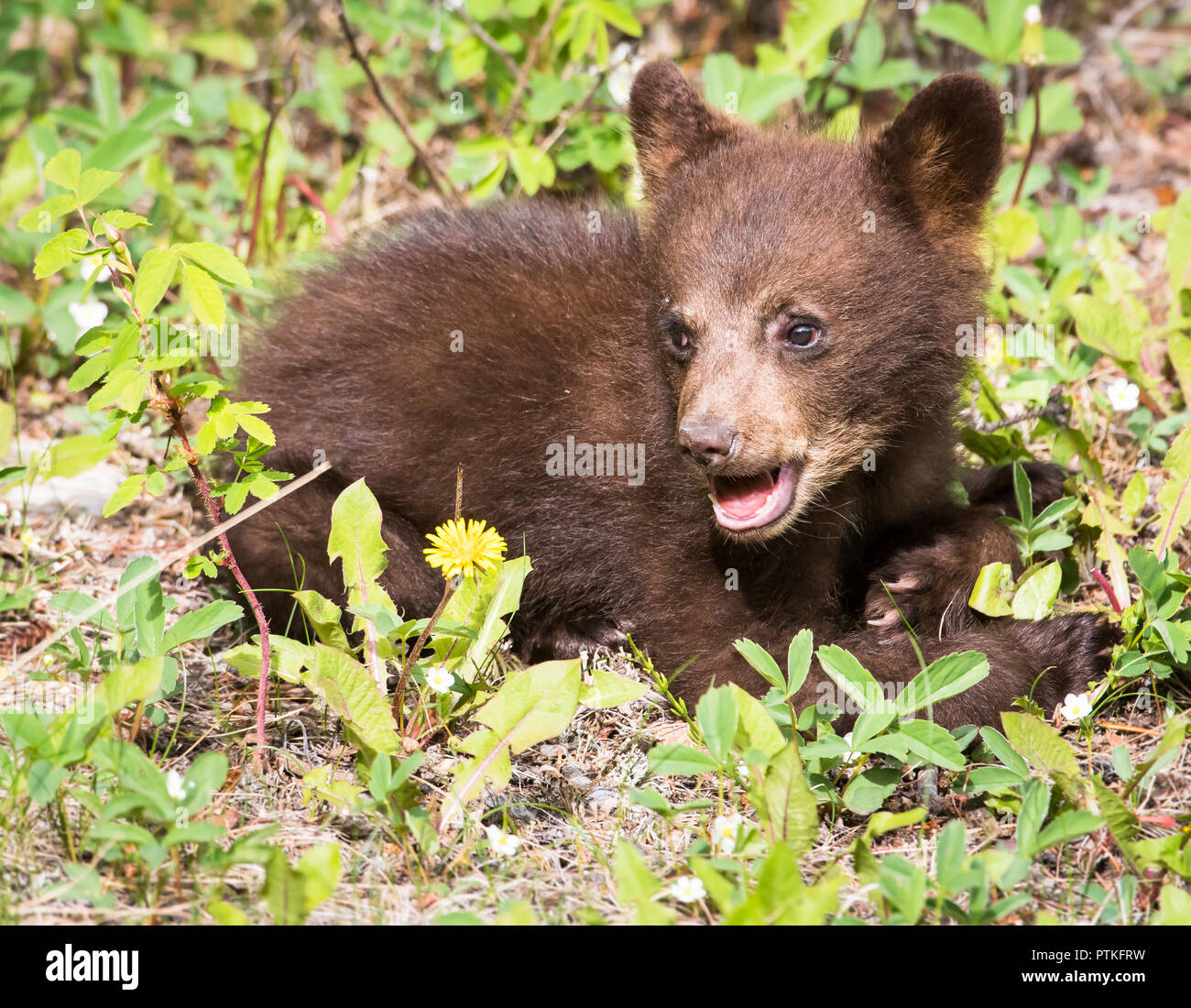 Black bear cub in the wilderness Stock Photo - Alamy