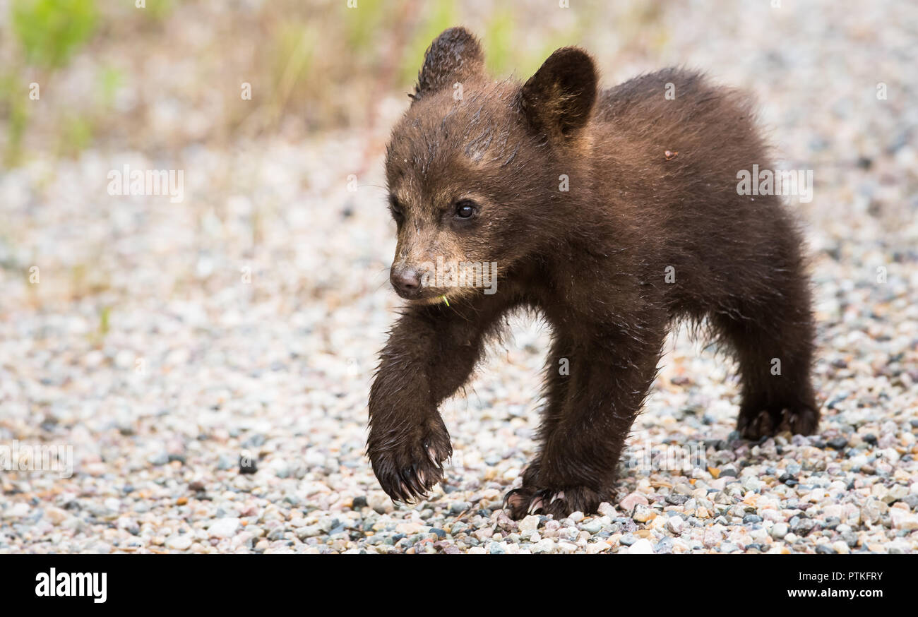 Black bear cub in the wilderness Stock Photo - Alamy