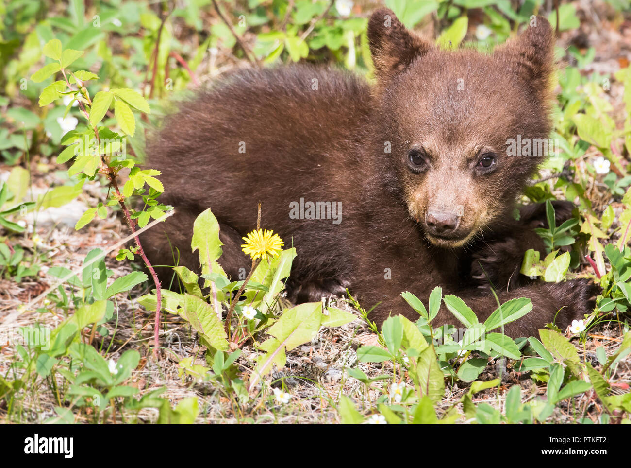 Black bear cub in the wilderness Stock Photo - Alamy