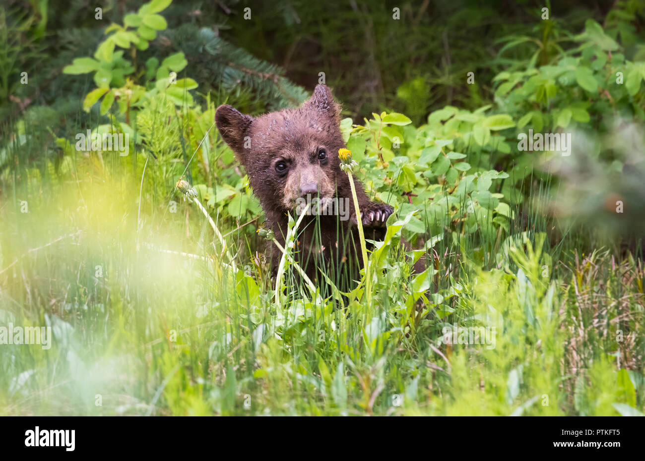 Black bear cub in the wilderness Stock Photo - Alamy