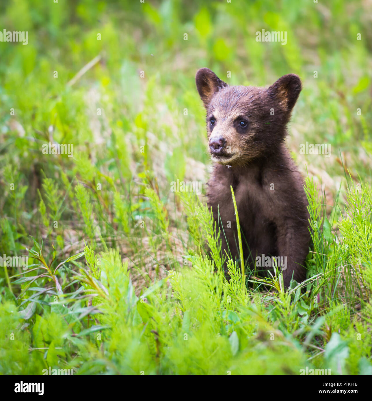 Black bear cub in the wilderness Stock Photo - Alamy