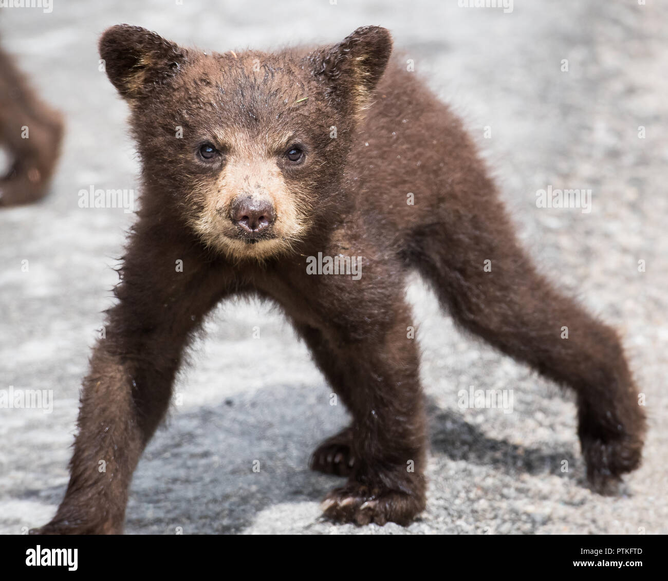 Black bear cub in the wilderness Stock Photo - Alamy