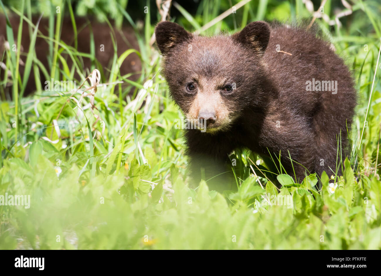 Black bear cub in the wilderness Stock Photo - Alamy