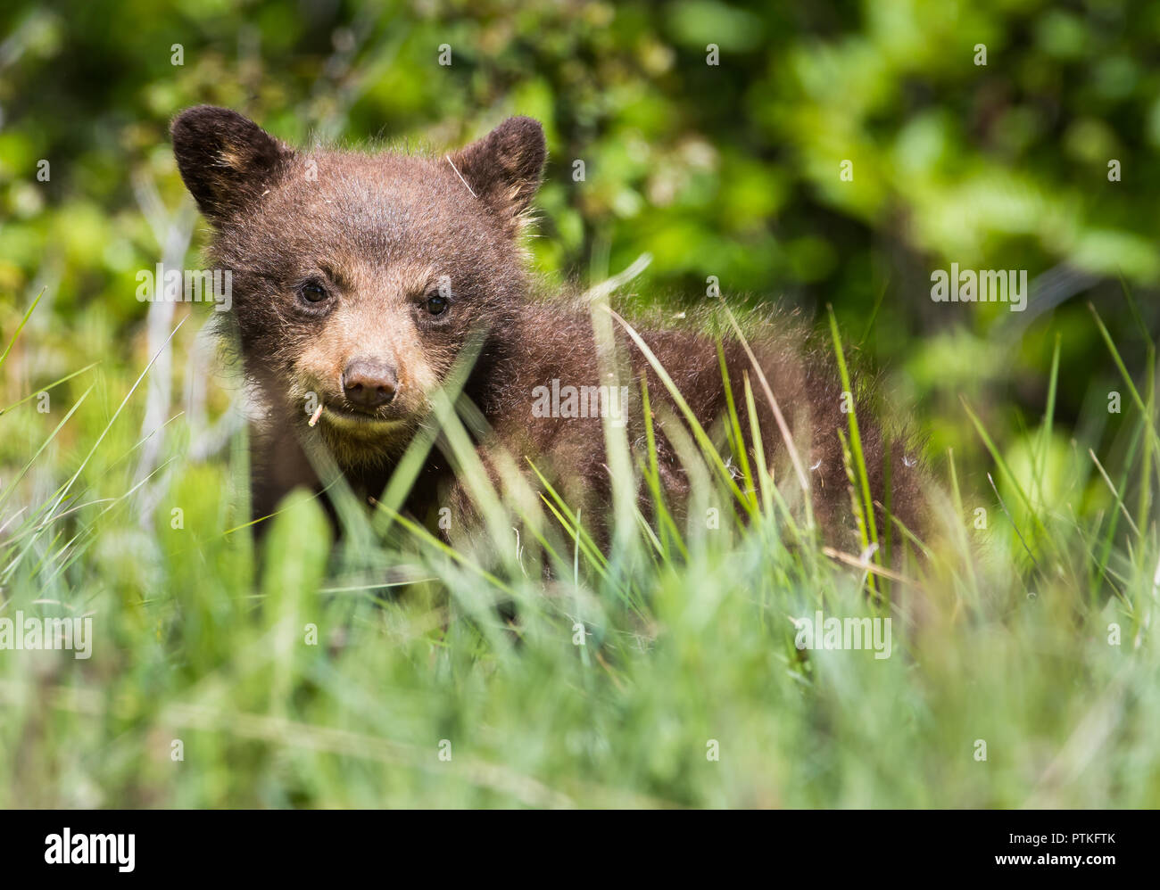 Black bear cub in the wilderness Stock Photo - Alamy